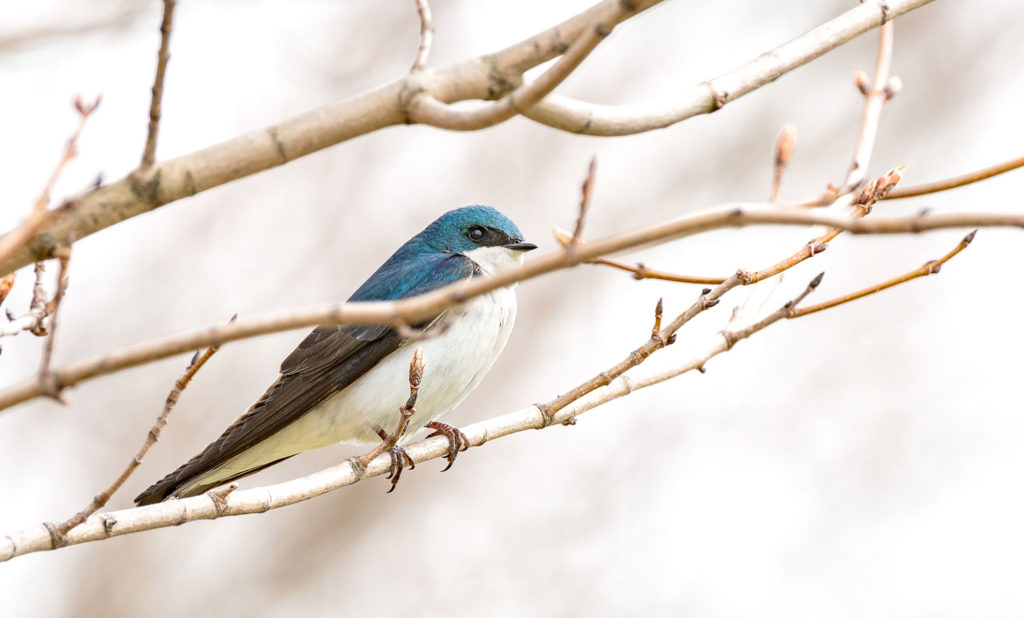 Tifft Nature Preserve - Nature Next Door